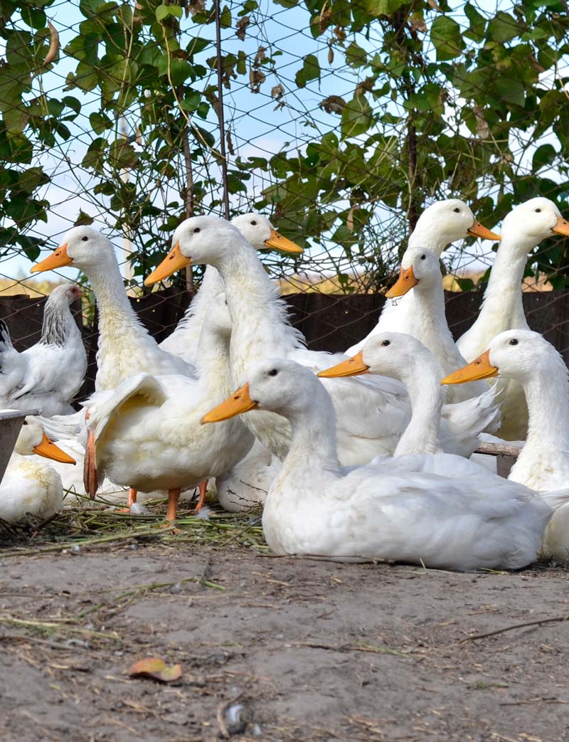 Poultry Farm — Spraytec in Moldova — Distributor oficial CROPSOLUTIONS SRL